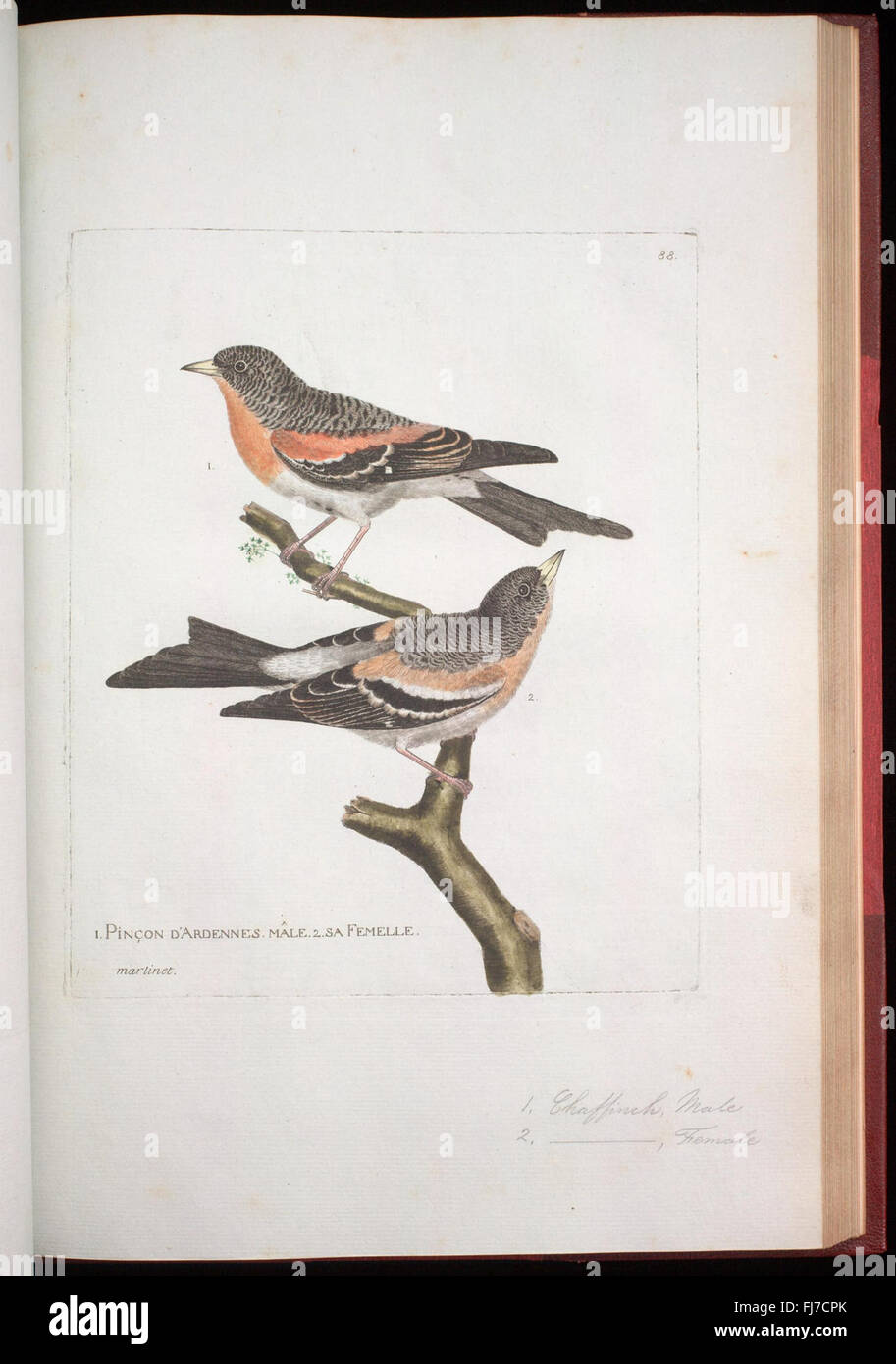 This section focuses on bird species, their classifications, behaviors ...