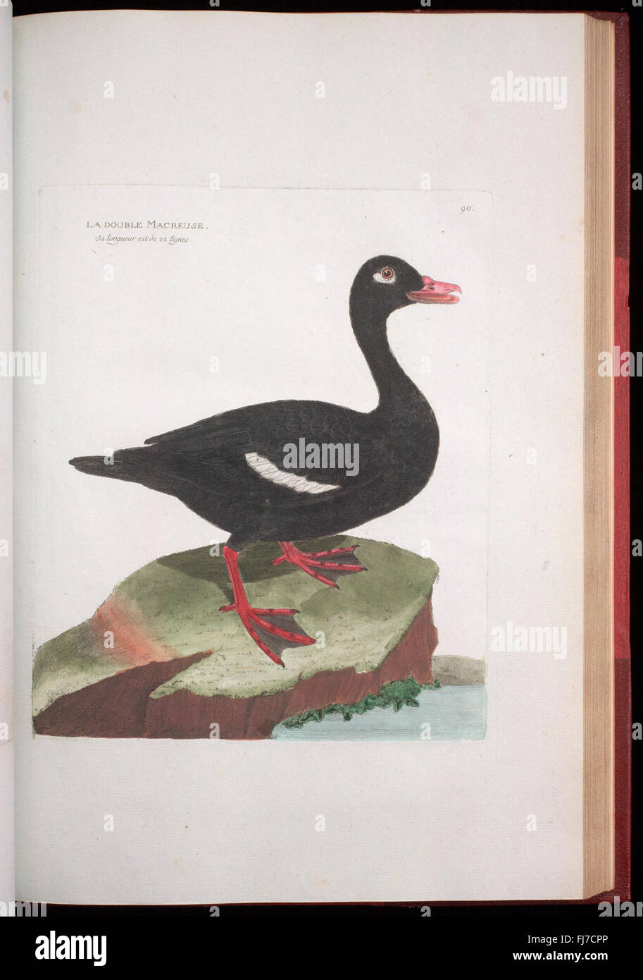 A study of birds, featuring comprehensive illustrations and ...