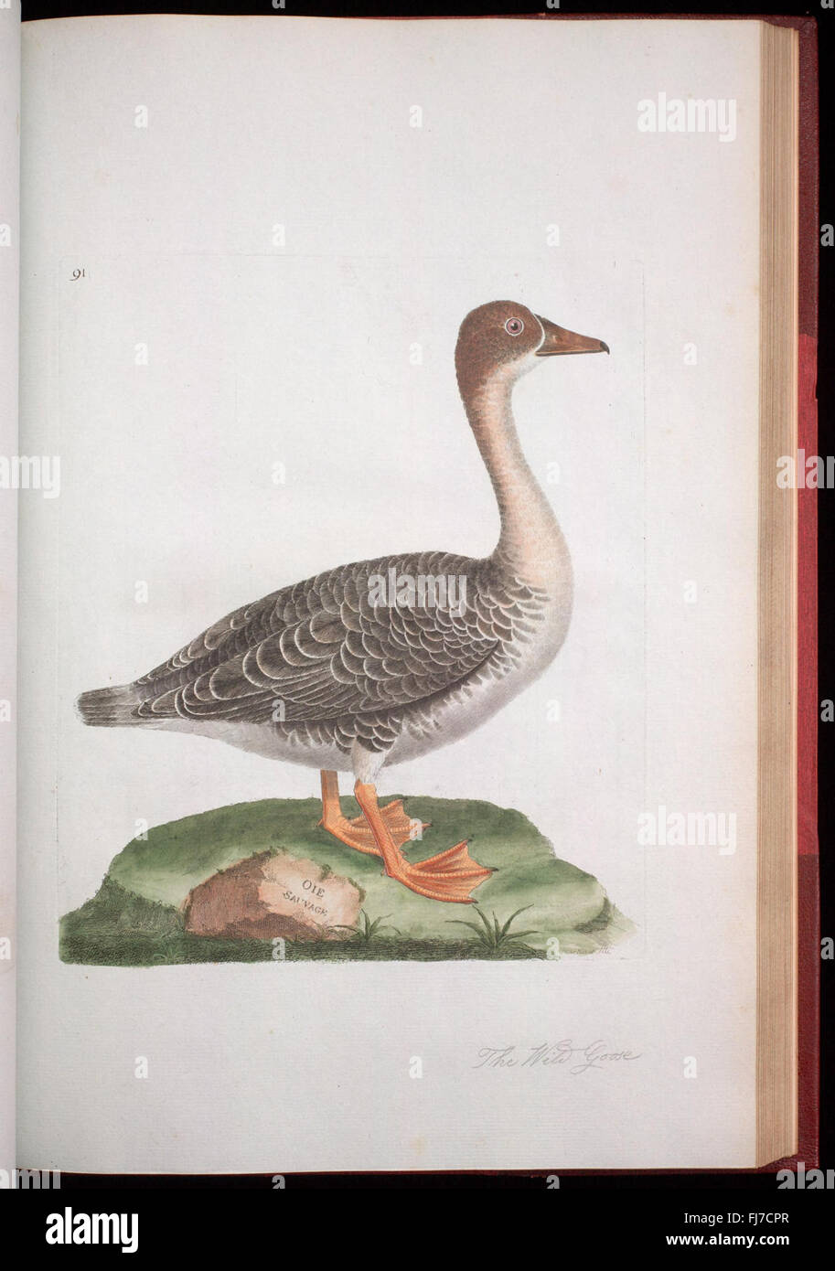 An ornithological study presenting detailed descriptions and ...