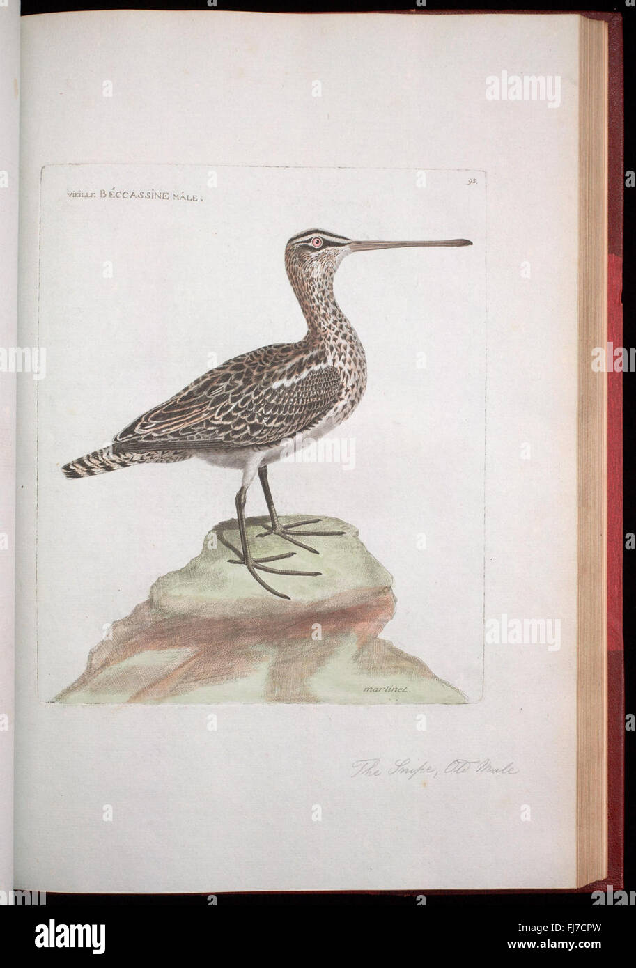 A detailed study of bird species, providing insight into their ...