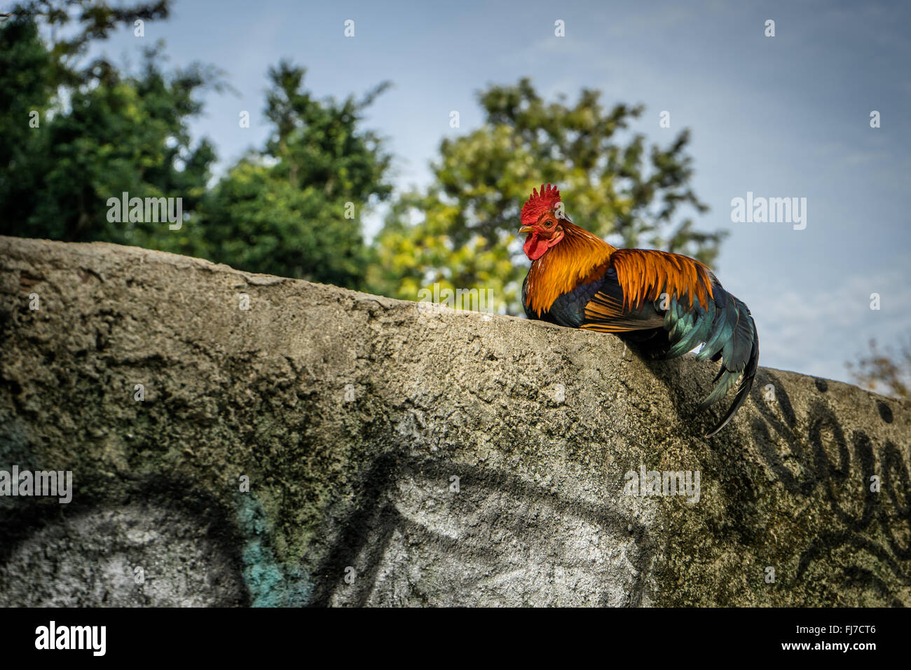 Portugal rooster hi-res stock photography and images - Alamy