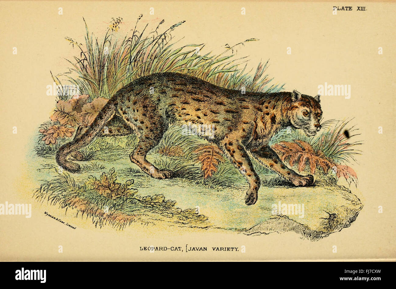 A detailed guide to the carnivorous mammals, including their ...