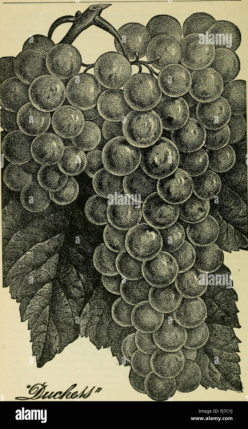 A detailed guide to the native grape varieties, their cultivation, and ...
