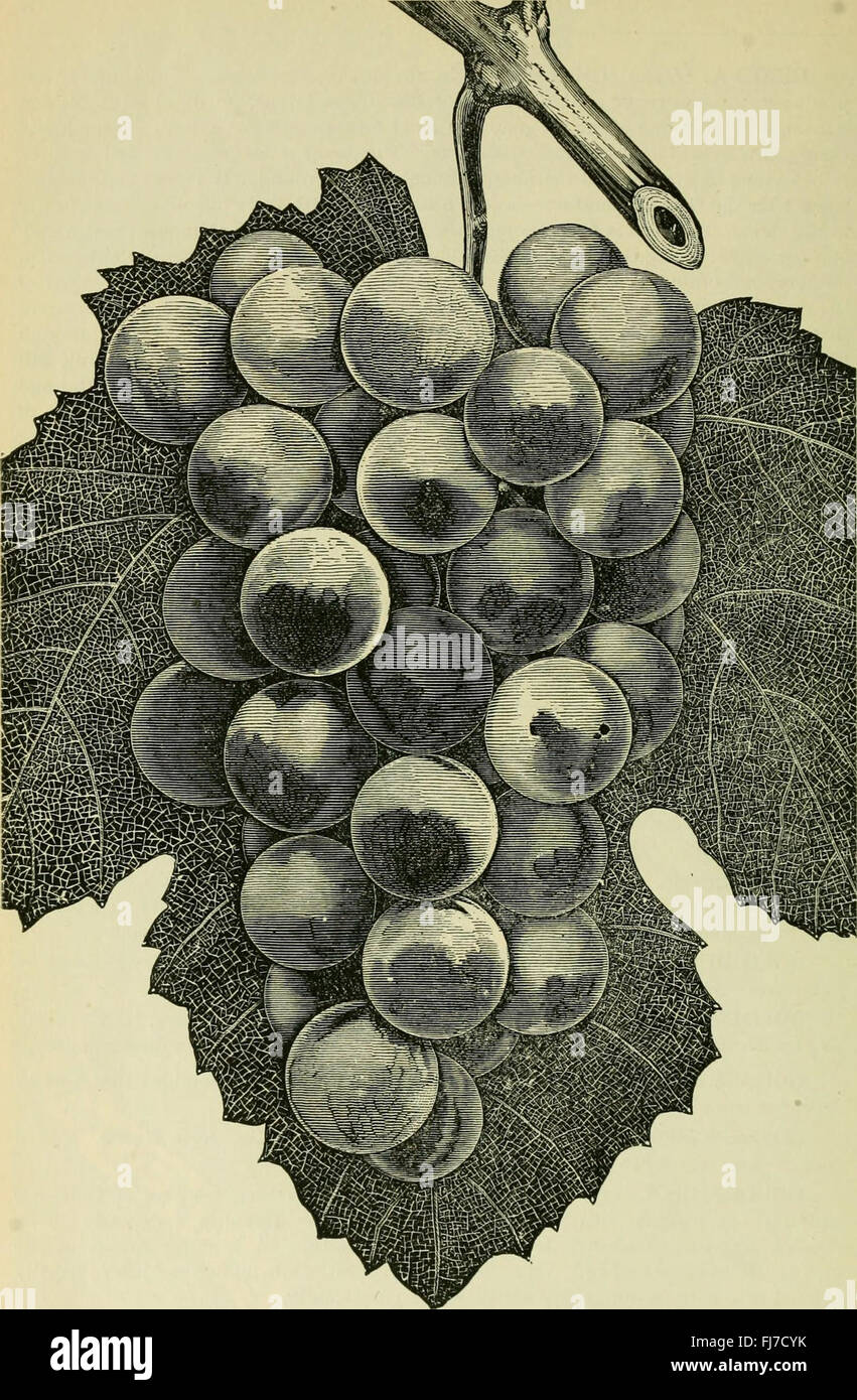 Our Native Grape: Grapes and Their Culture, Also Descriptive List of ...