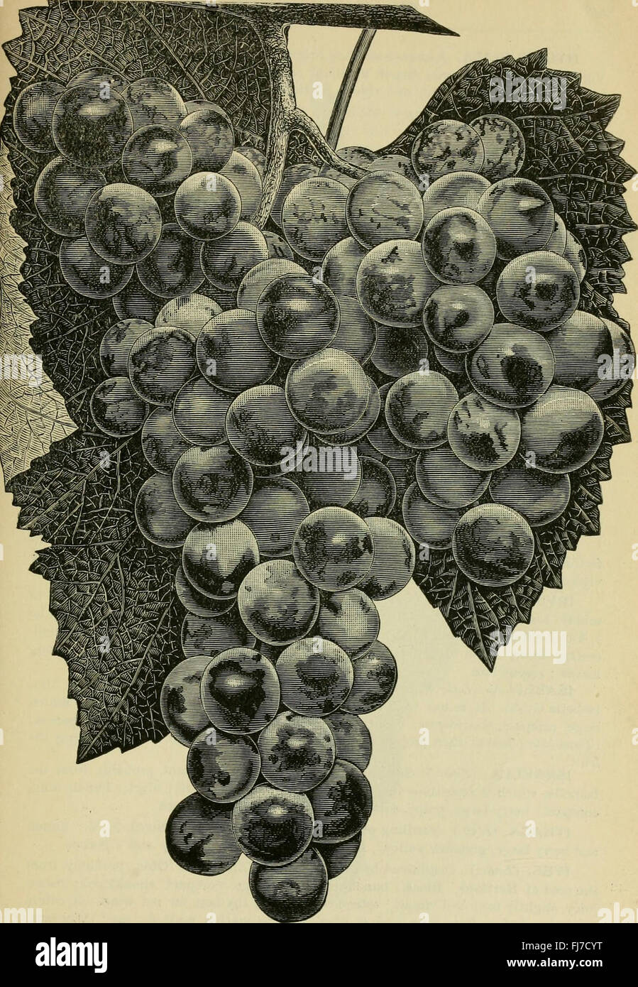 'Our Native Grape' (1893) is a horticultural guide detailing grape ...