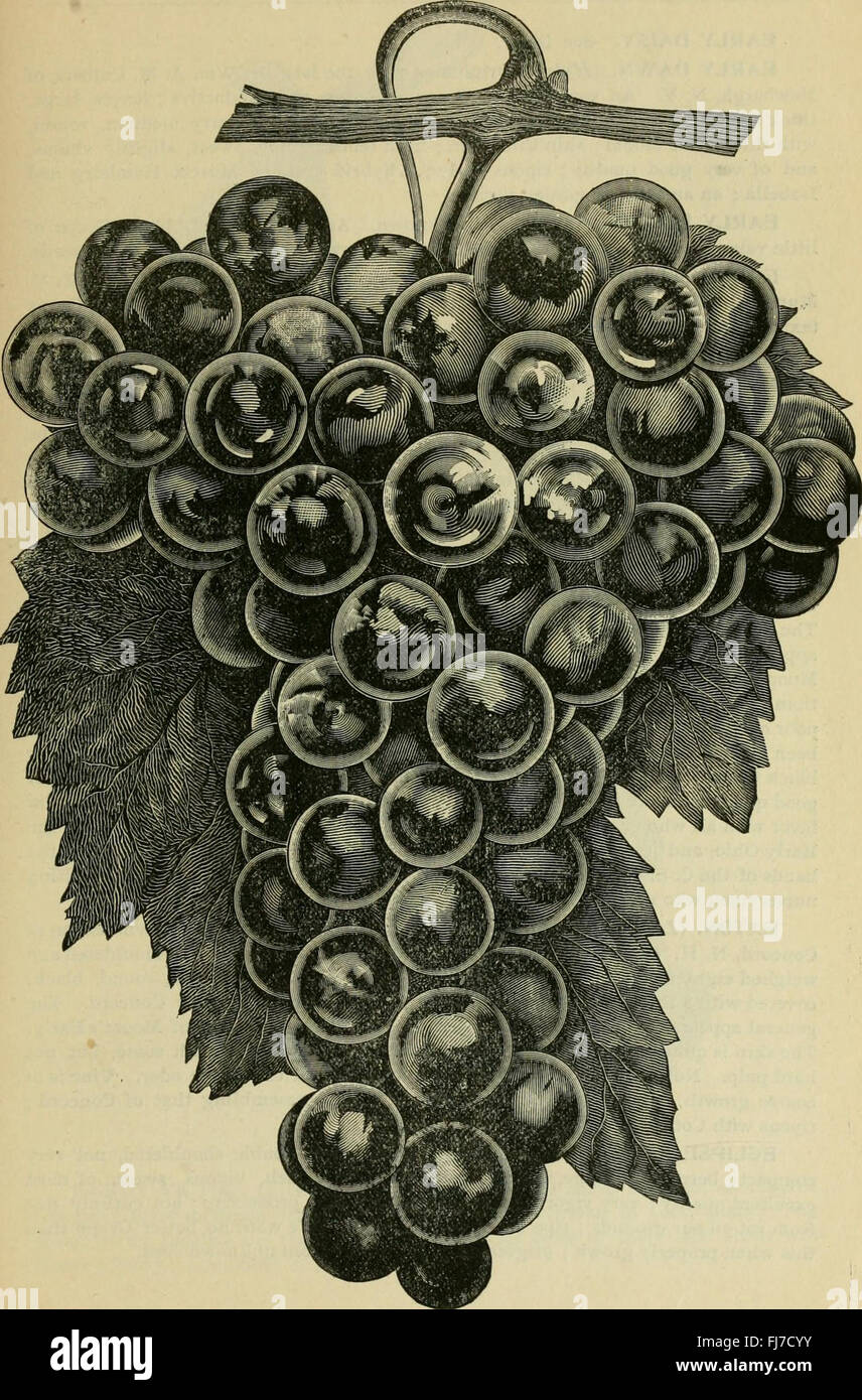 Native grape varieties hi-res stock photography and images - Alamy