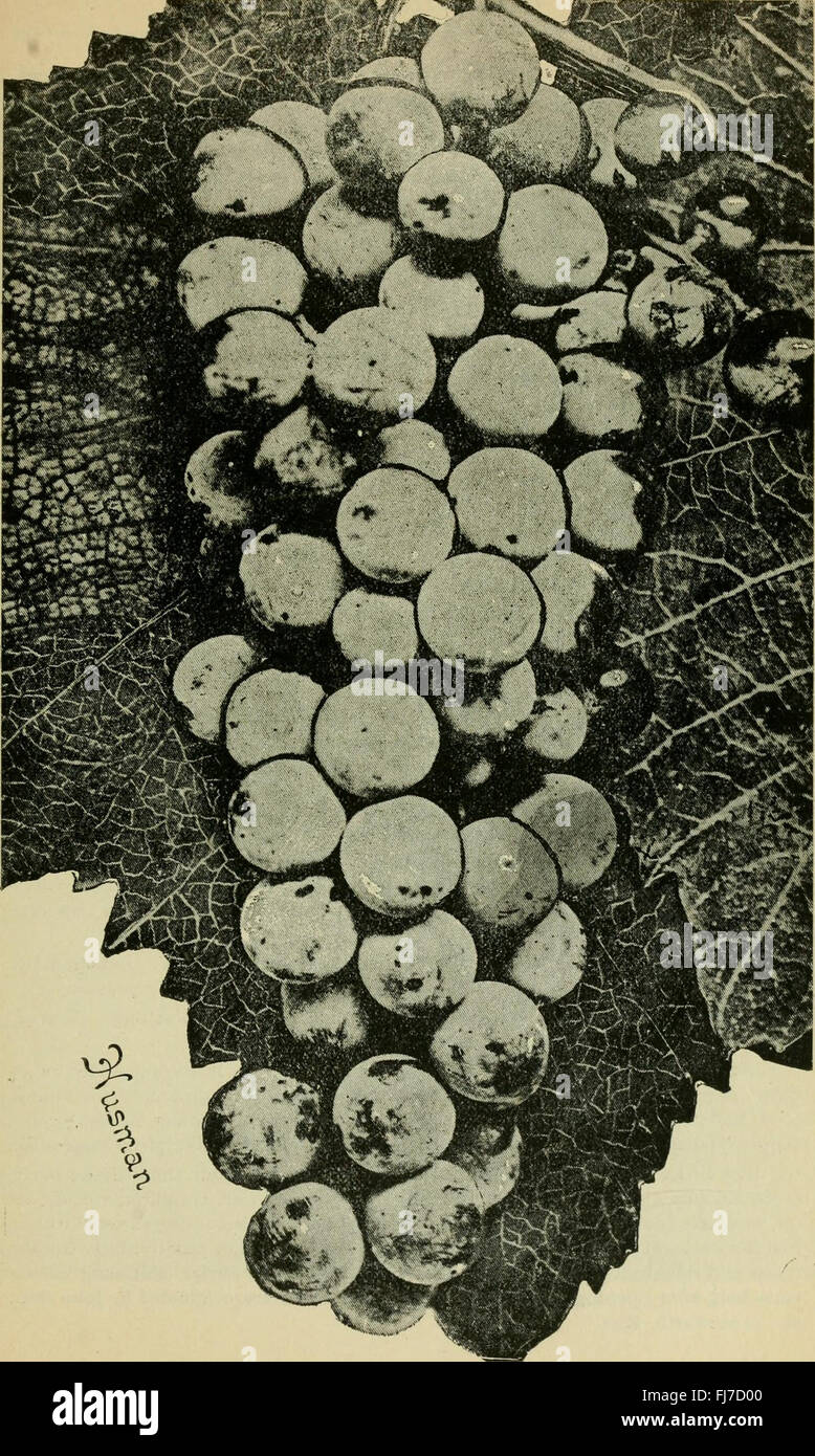 A comprehensive guide to the cultivation of native grapes, with ...