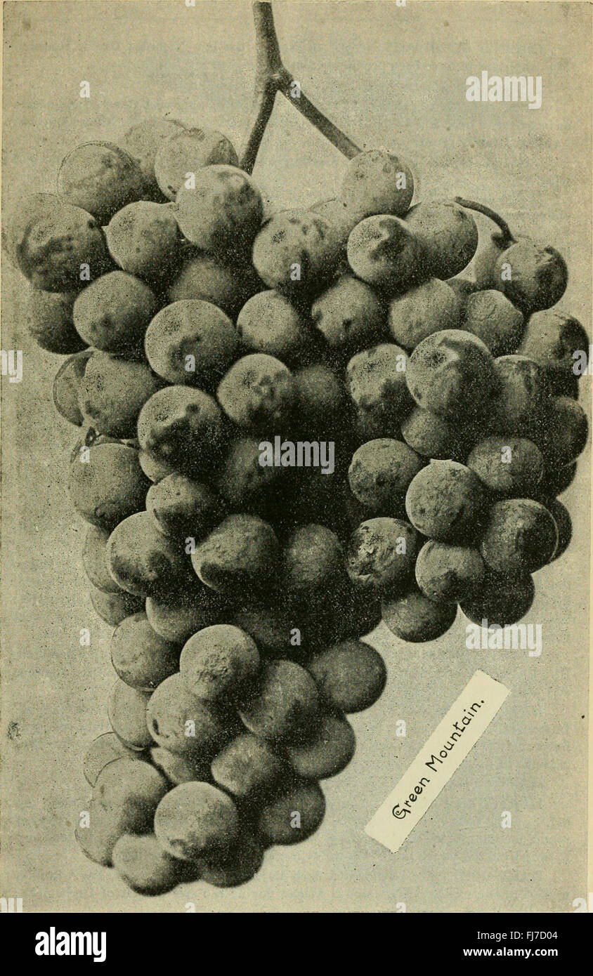 Our Native Grape. Grapes and Their Culture. Also Descriptive List of ...