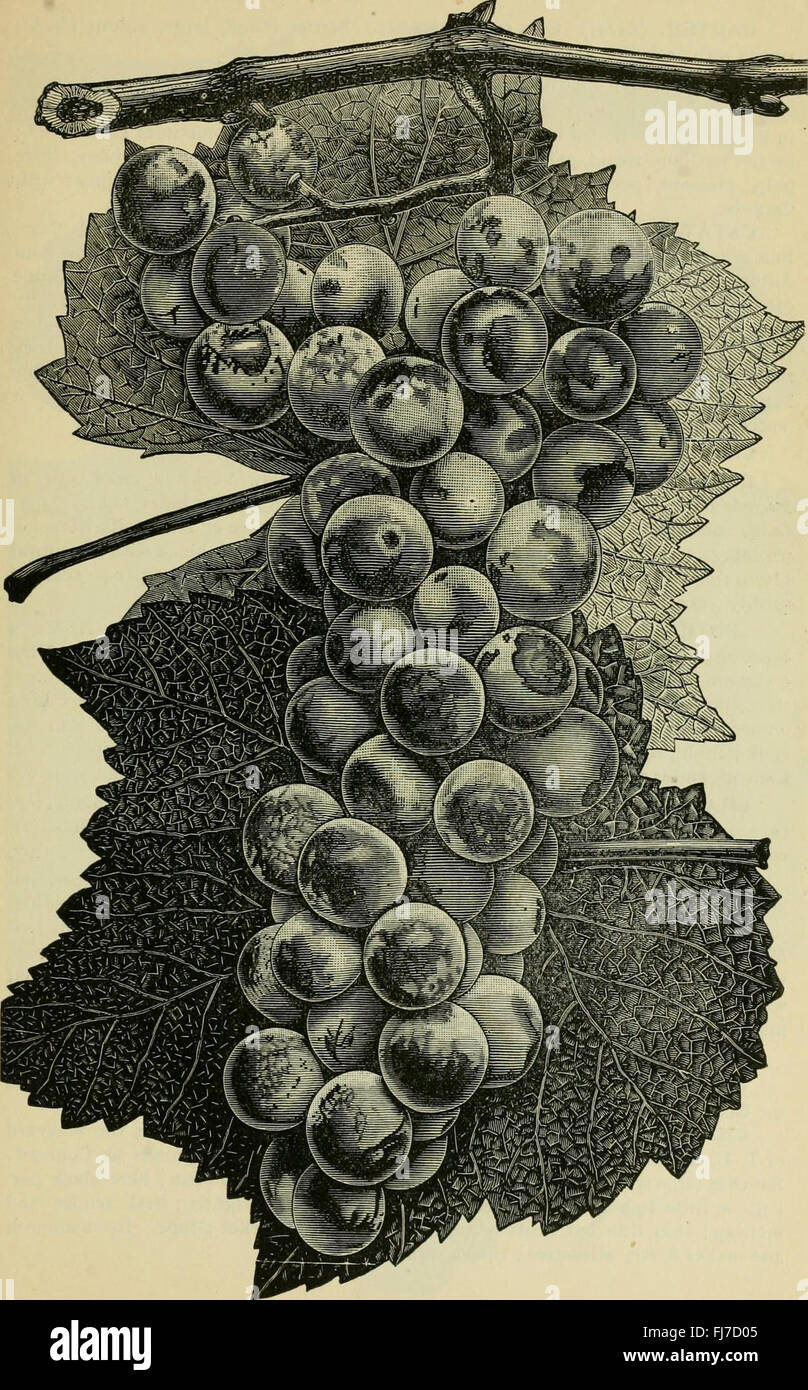 Our Native Grape. Grapes and Their Culture. Also Descriptive List of ...