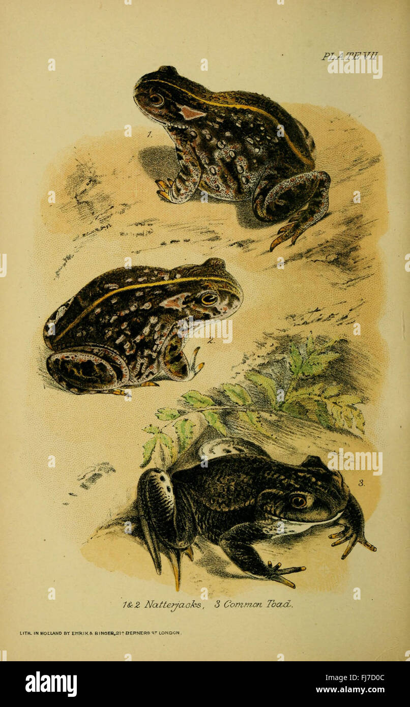 Comprehensive guide to reptiles and amphibians of Great Britain ...