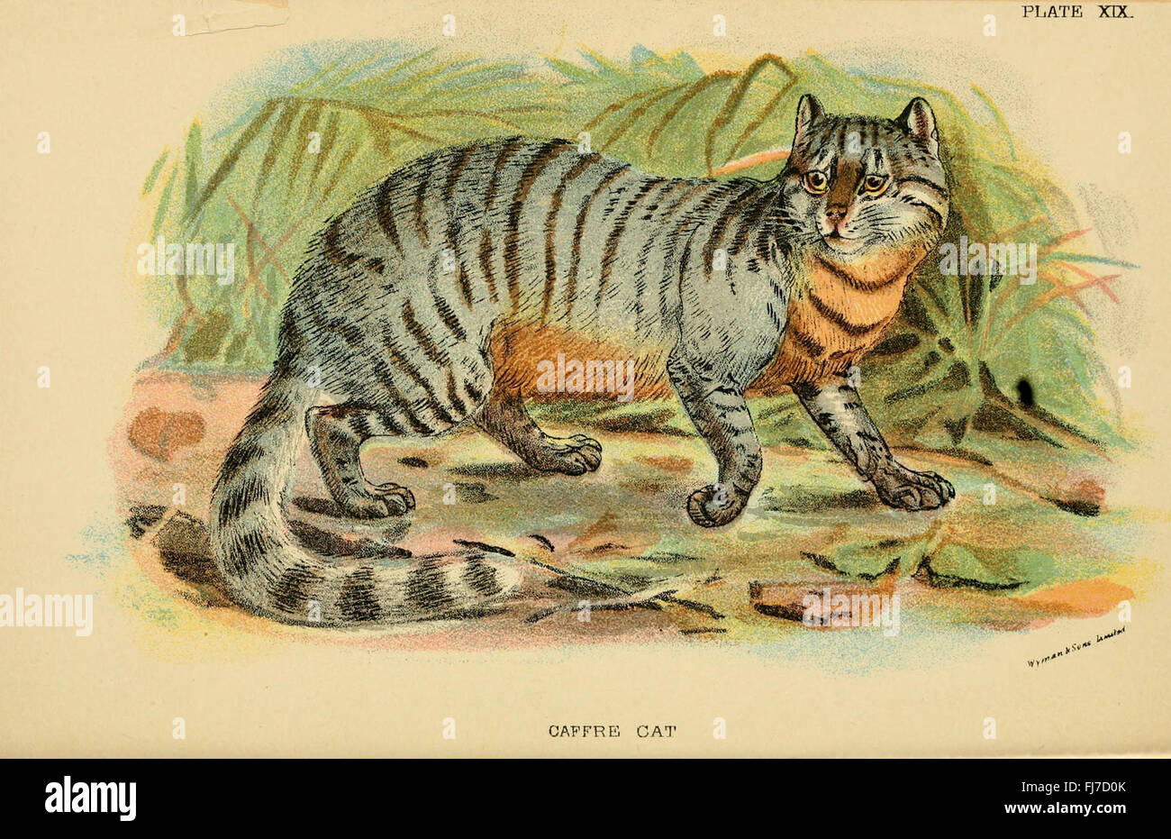 A detailed guide to the carnivorous animals, offering insights into ...