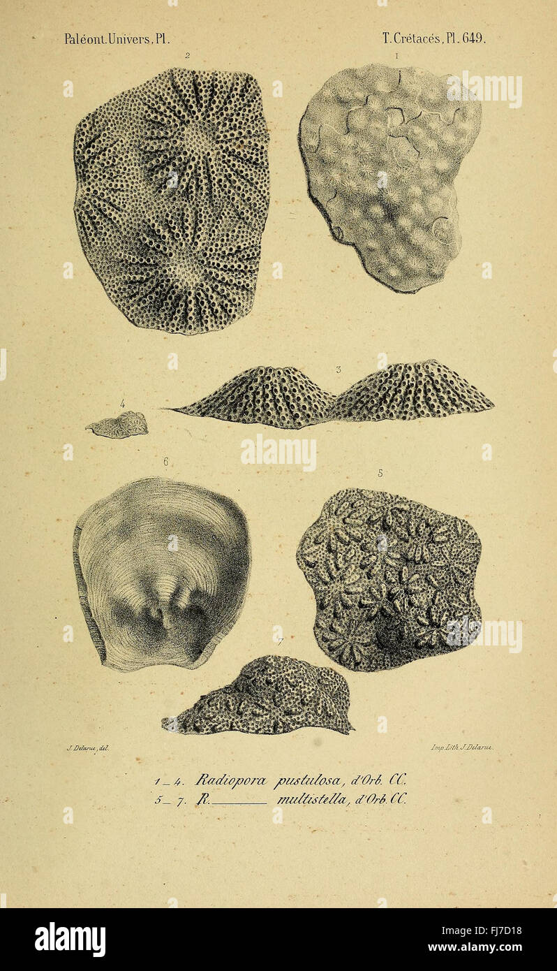 Comprehensive paleontological study of French fossils, covering ...