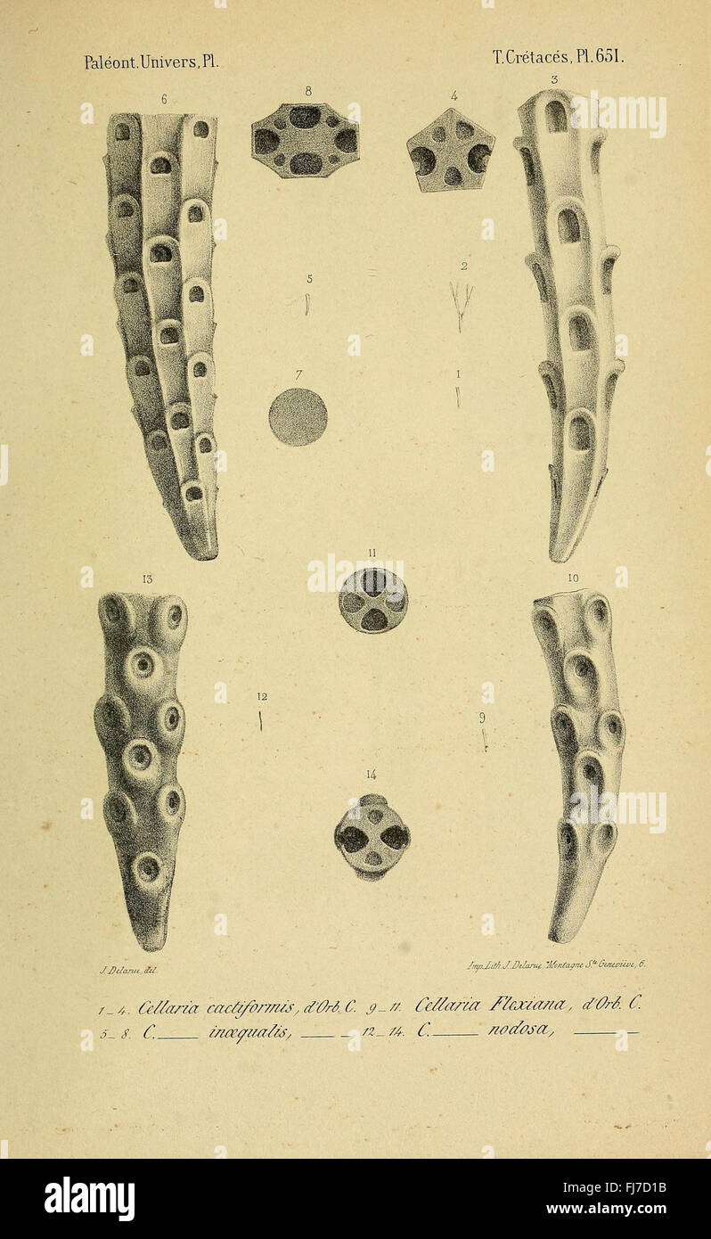 French paleontology study focused on Cretaceous fossils, including ...