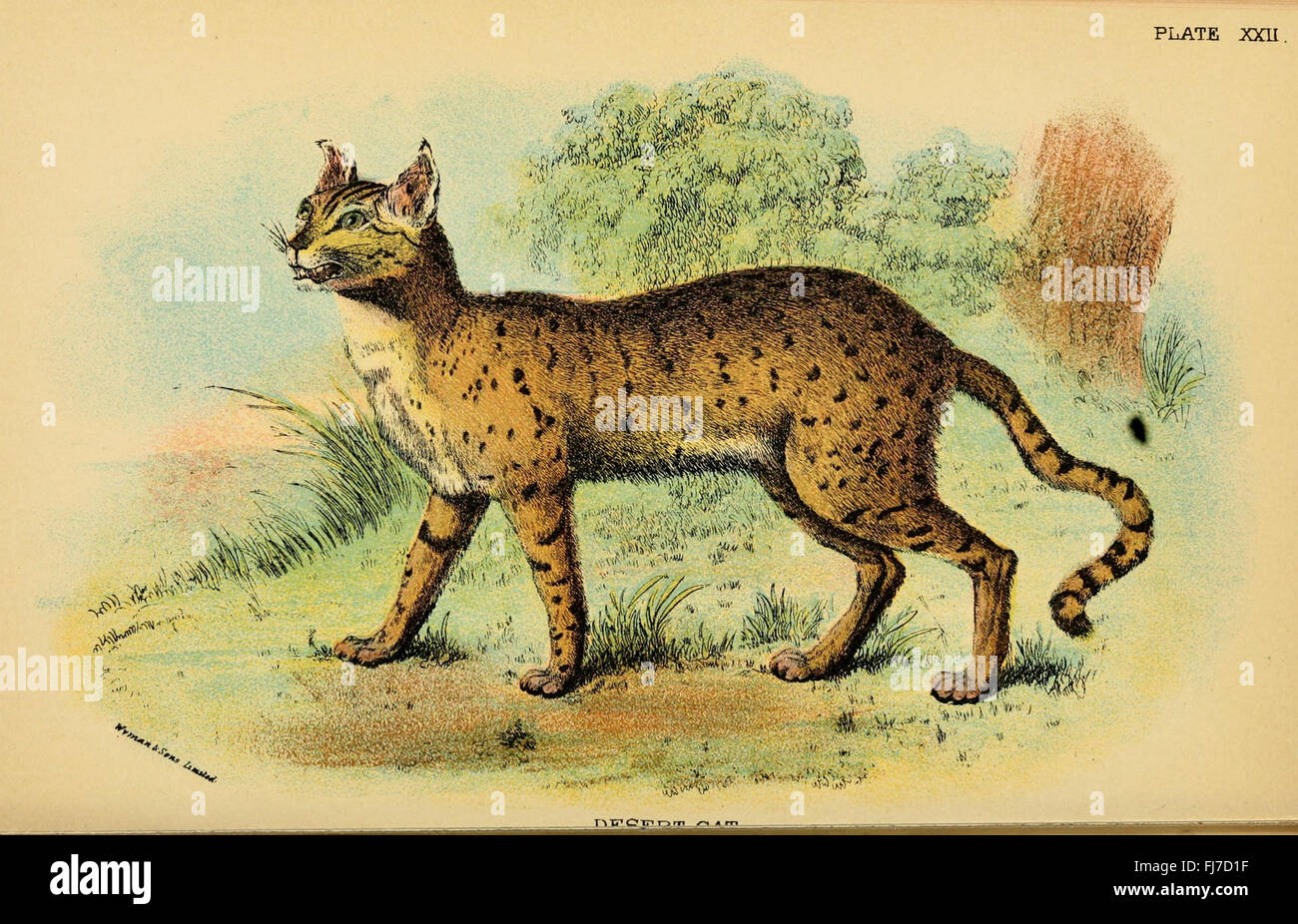 A comprehensive guide to the carnivorous mammals, detailing their ...