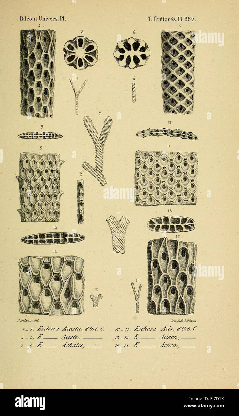 Paléontologie française, Cretaceous France Harvard University, MCZ ...