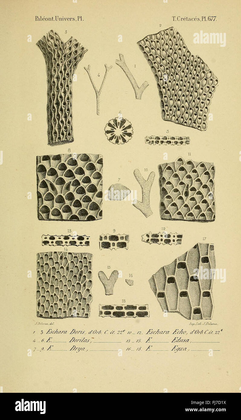 Paléontologie française ,Cretaceous France Harvard University, MCZ ...
