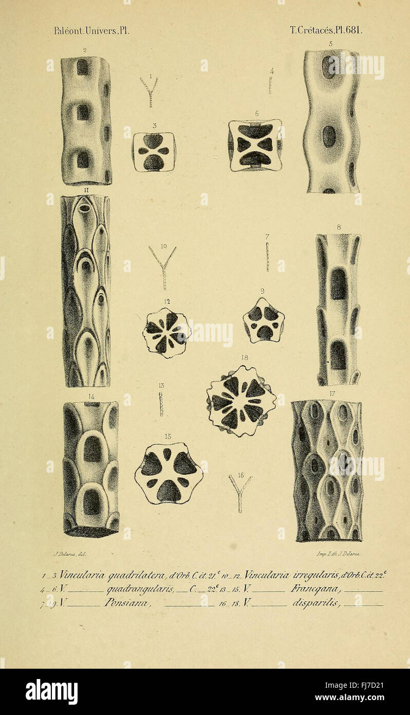 Paléontologie française, Cretaceous, France, Harvard University, MCZ ...