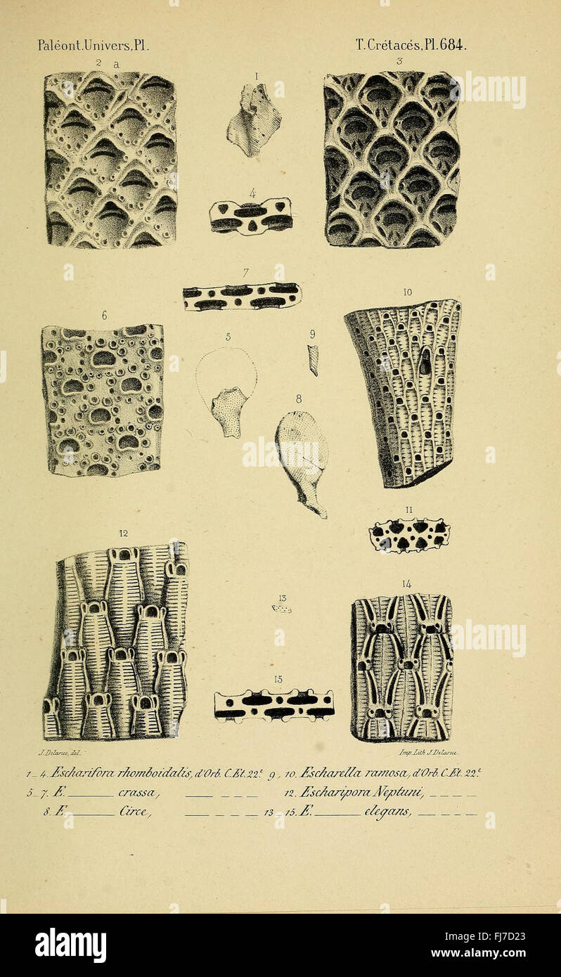 French Paleontology - A comprehensive study of the Cretaceous and ...
