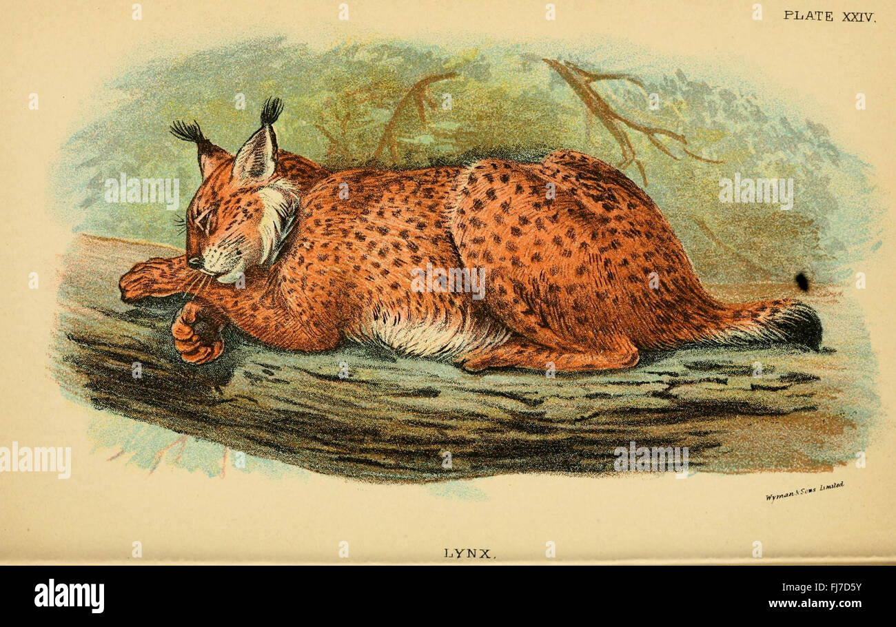 An essential guide to carnivorous mammals, including their ...