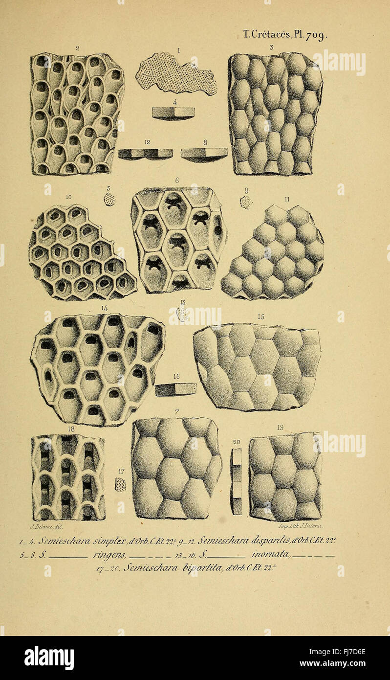 French Paleontology, Cretaceous France, Harvard University, MCZ, Ernst ...