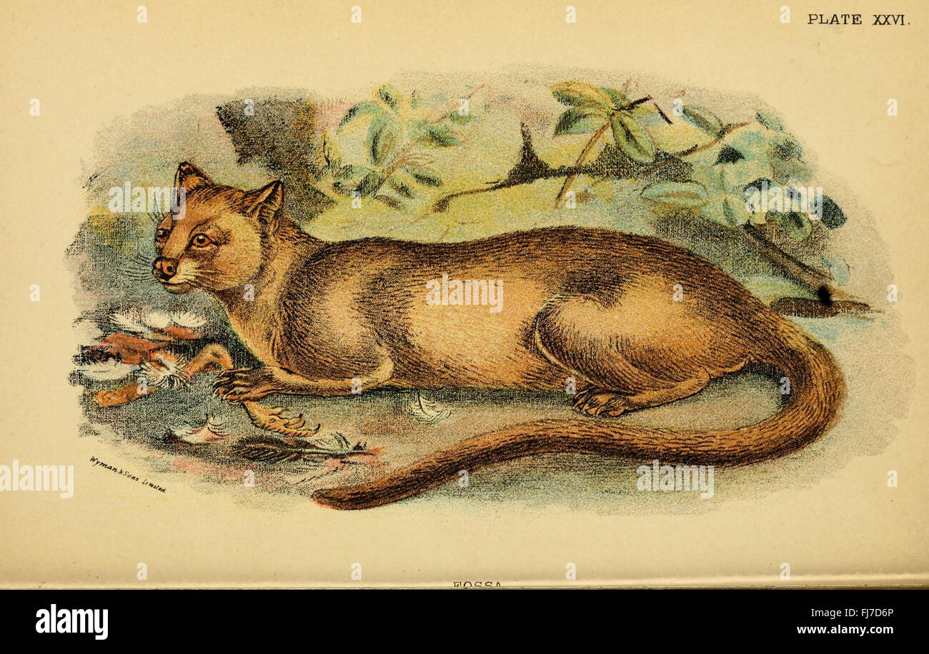 An informative guide on carnivorous animals, providing in-depth ...