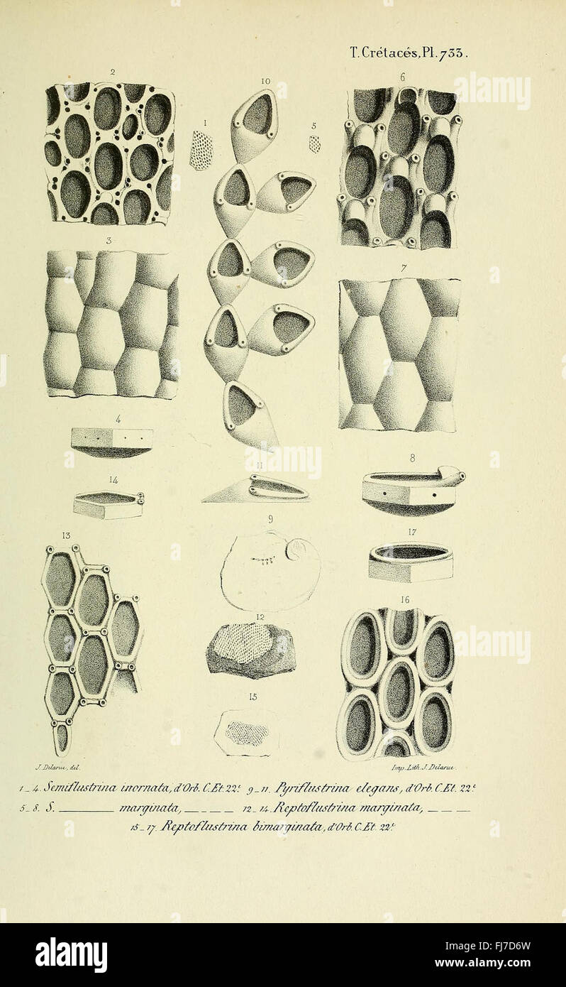 A French work on paleontology, focusing on the fossils from the ...