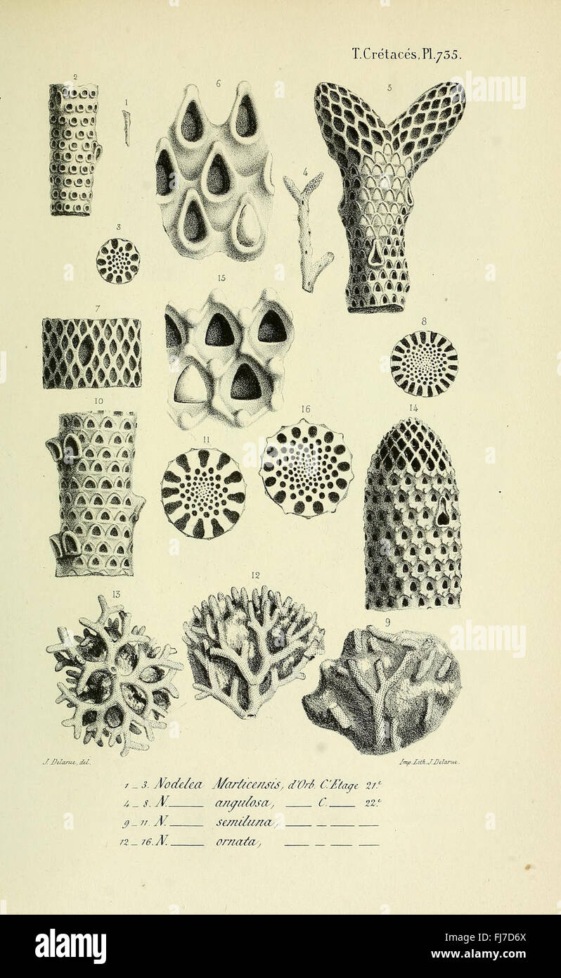 French Paleontology: Fossil records from the Cretaceous, Jurassic, and ...