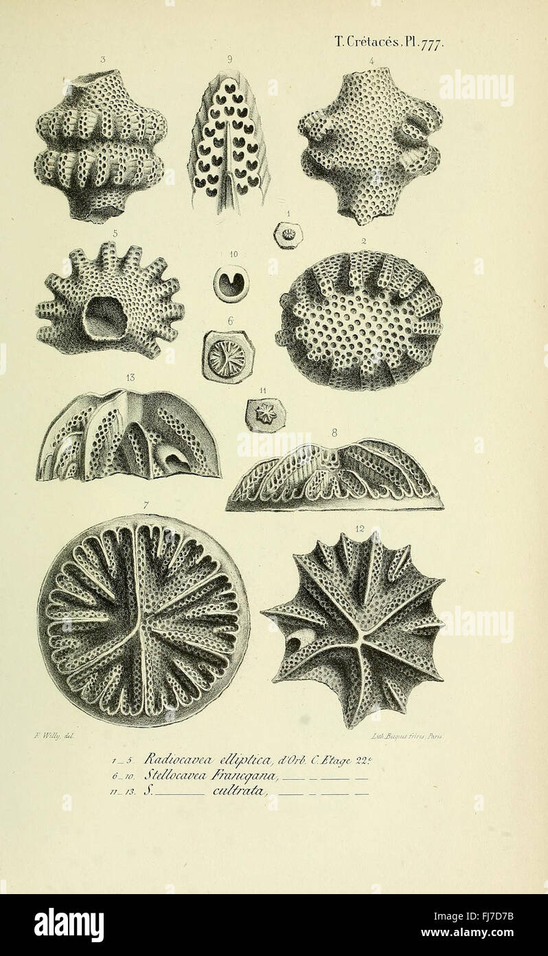 Paléontologie française, Cretaceous, France, Harvard University, MCZ ...