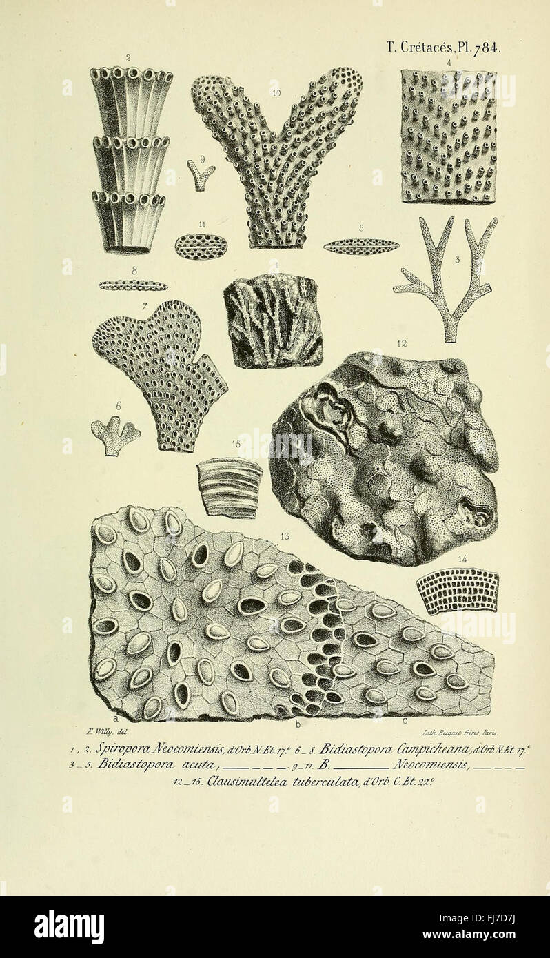 A French paleontological study on Cretaceous and Jurassic fossils ...