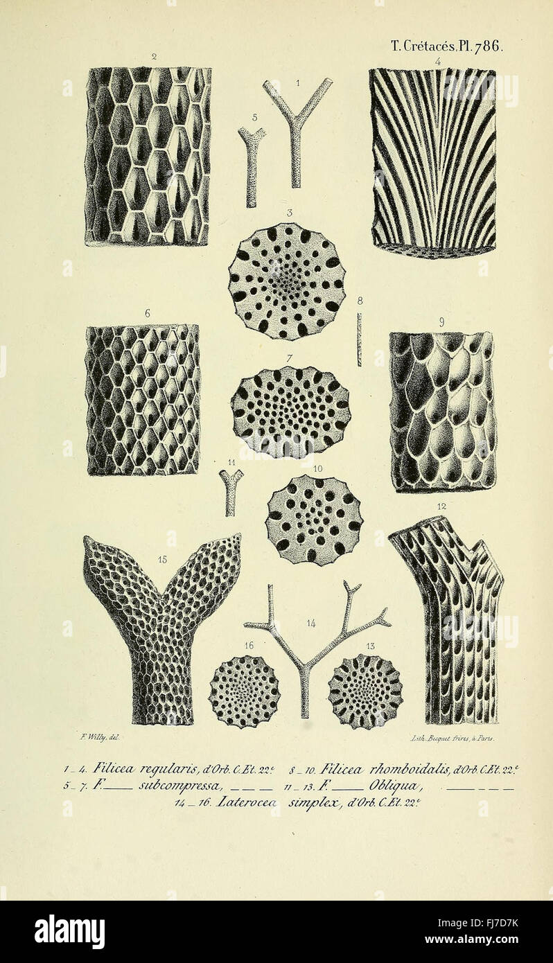 This French paleontological collection focuses on fossil specimens from ...