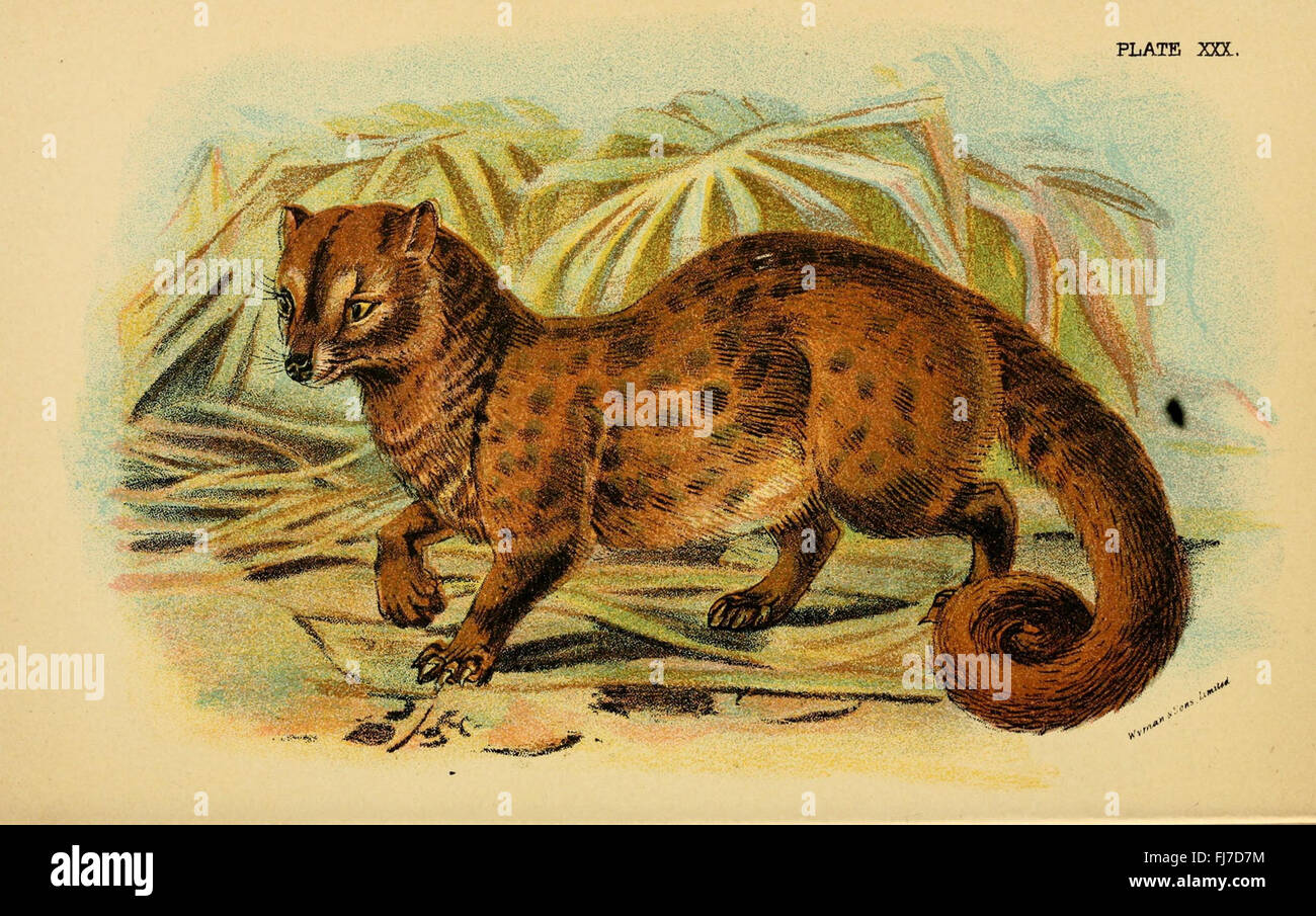 Comprehensive guide to the carnivorous mammals, with a focus on ...