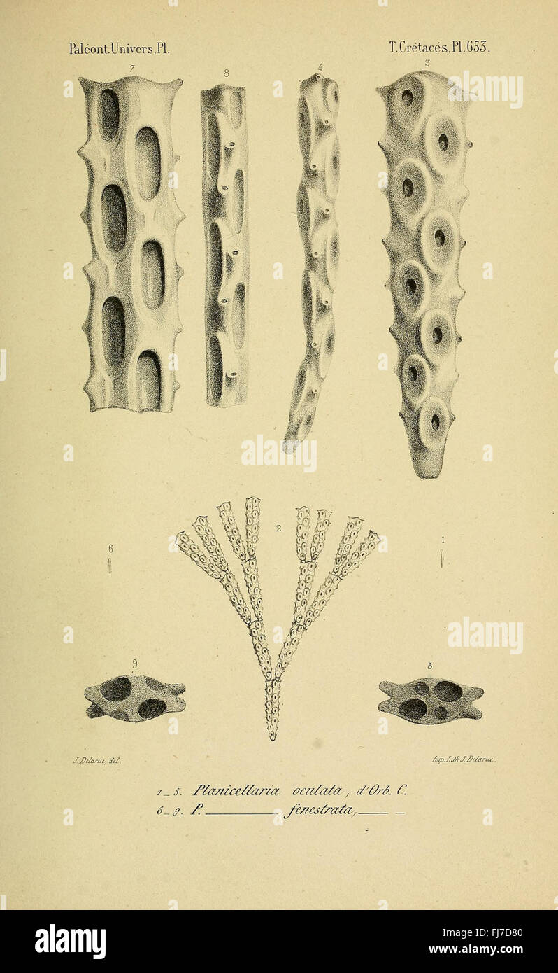 A French paleontological study focusing on Cretaceous fossils ...