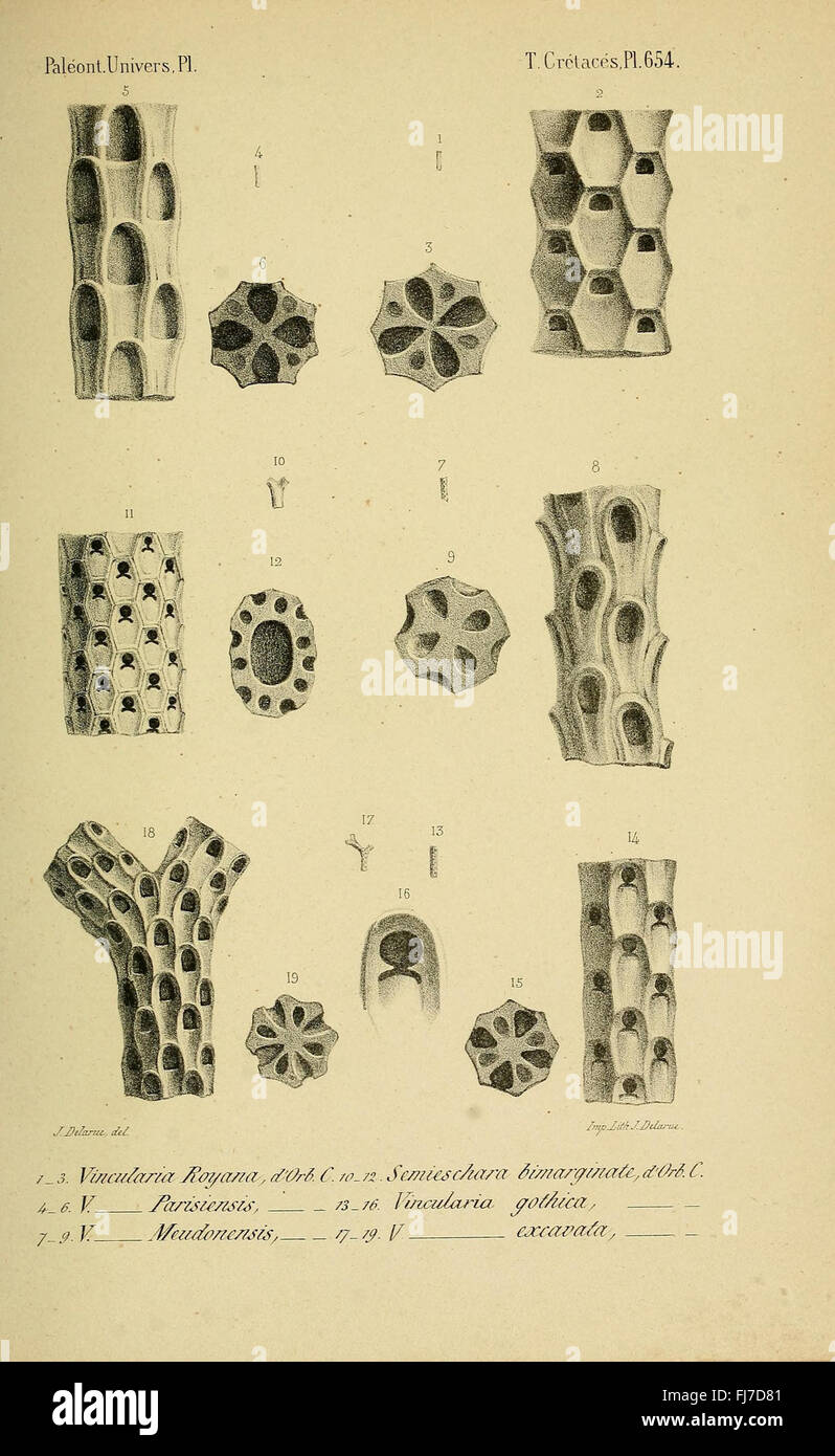 French Paleontology, Cretaceous France, Harvard University, MCZ, Ernst ...