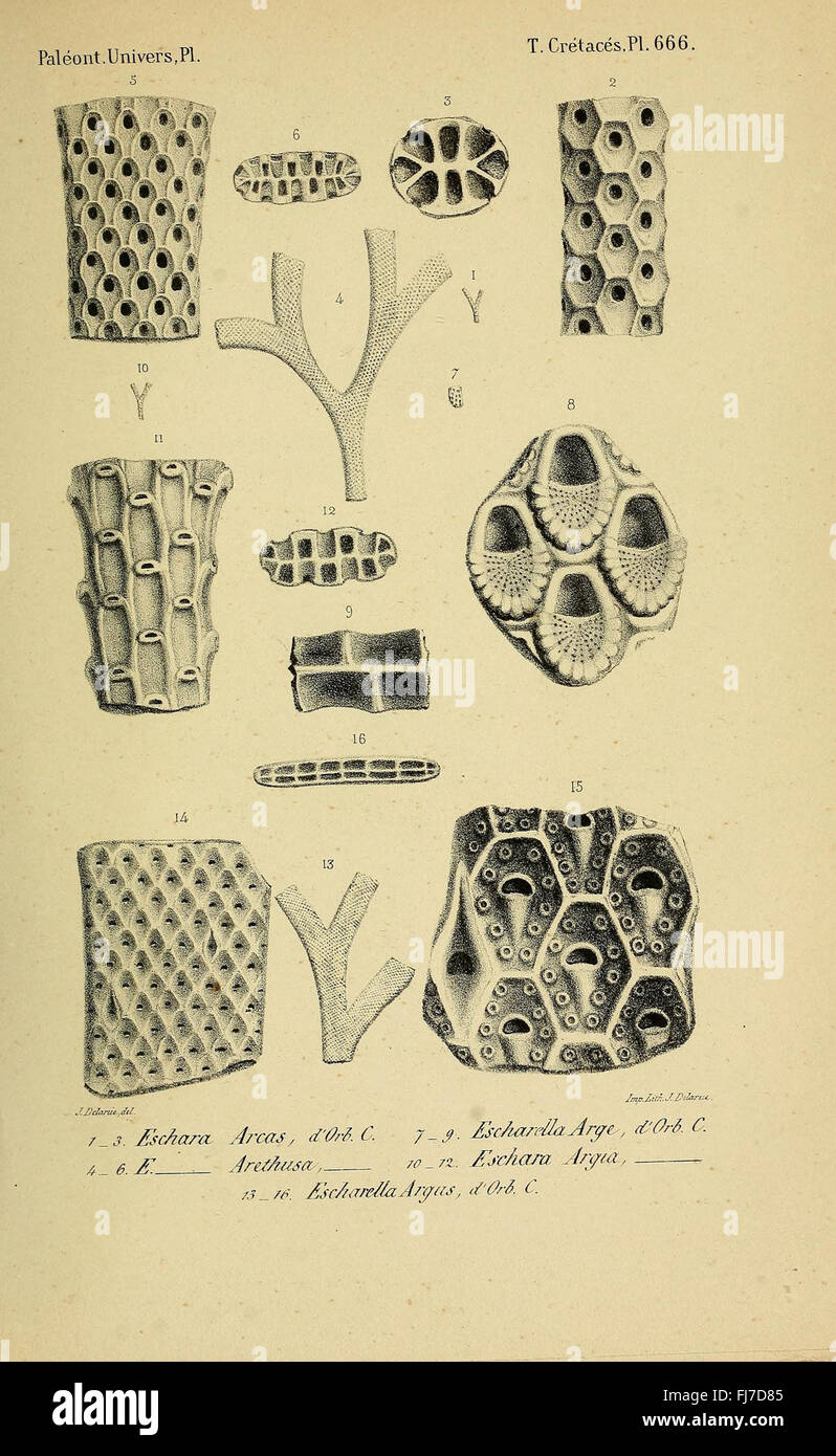 Paleontological work documenting fossils from France, focusing on ...