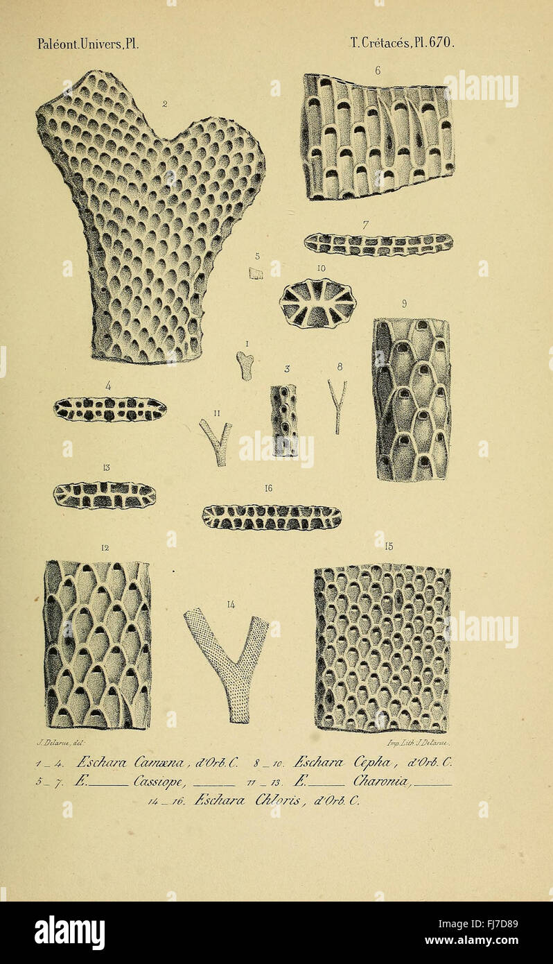 French paleontology focusing on Cretaceous fossils from France ...