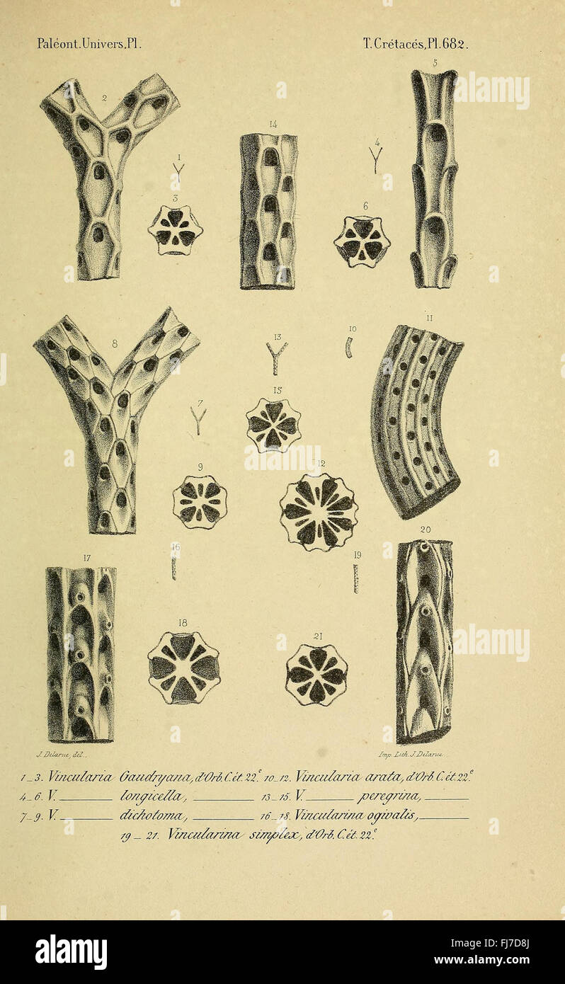 A paleontological work detailing the fossilized marine life of the ...