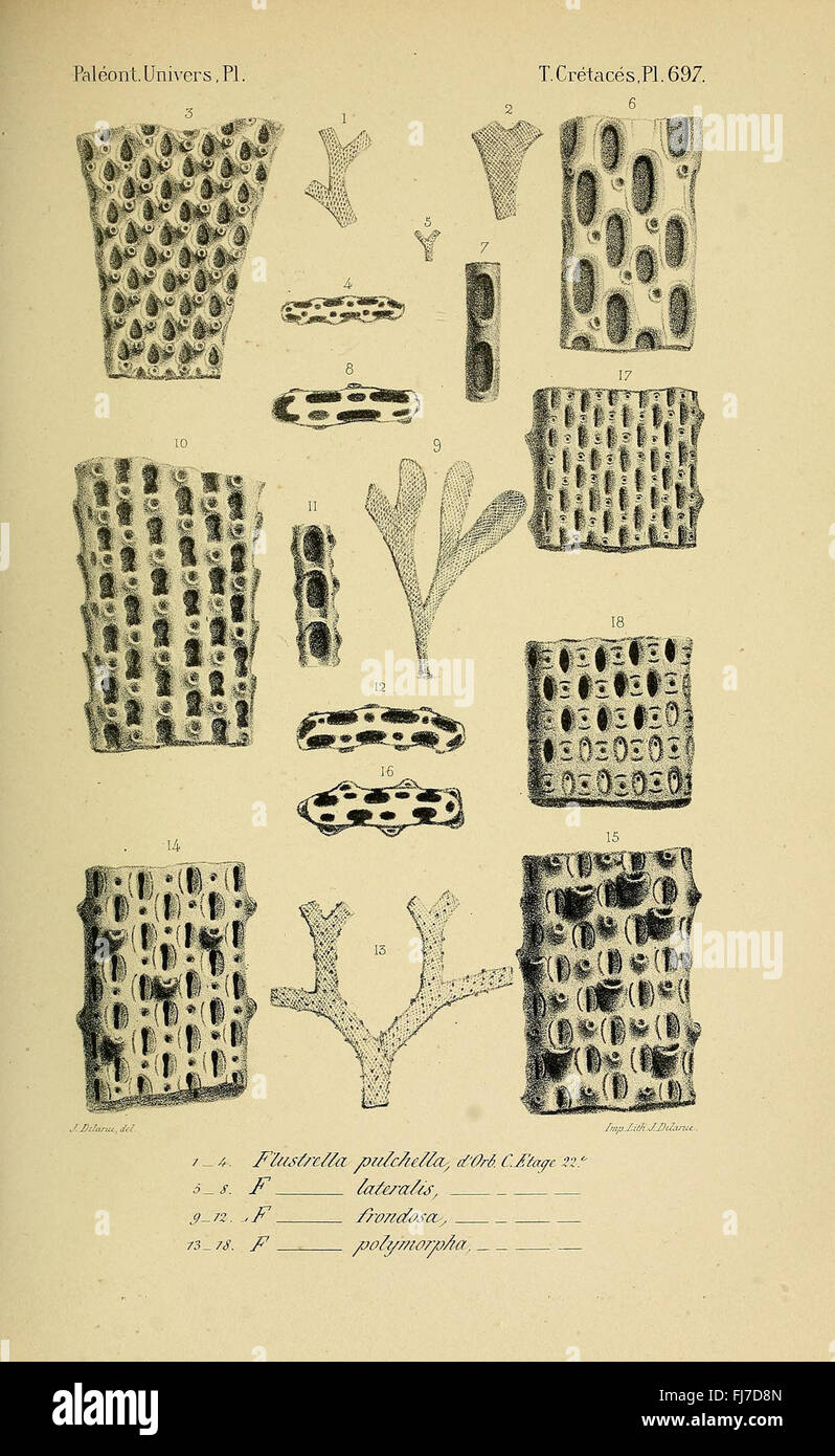 Paléontologie Française, Cretaceous France, Harvard University, MCZ ...