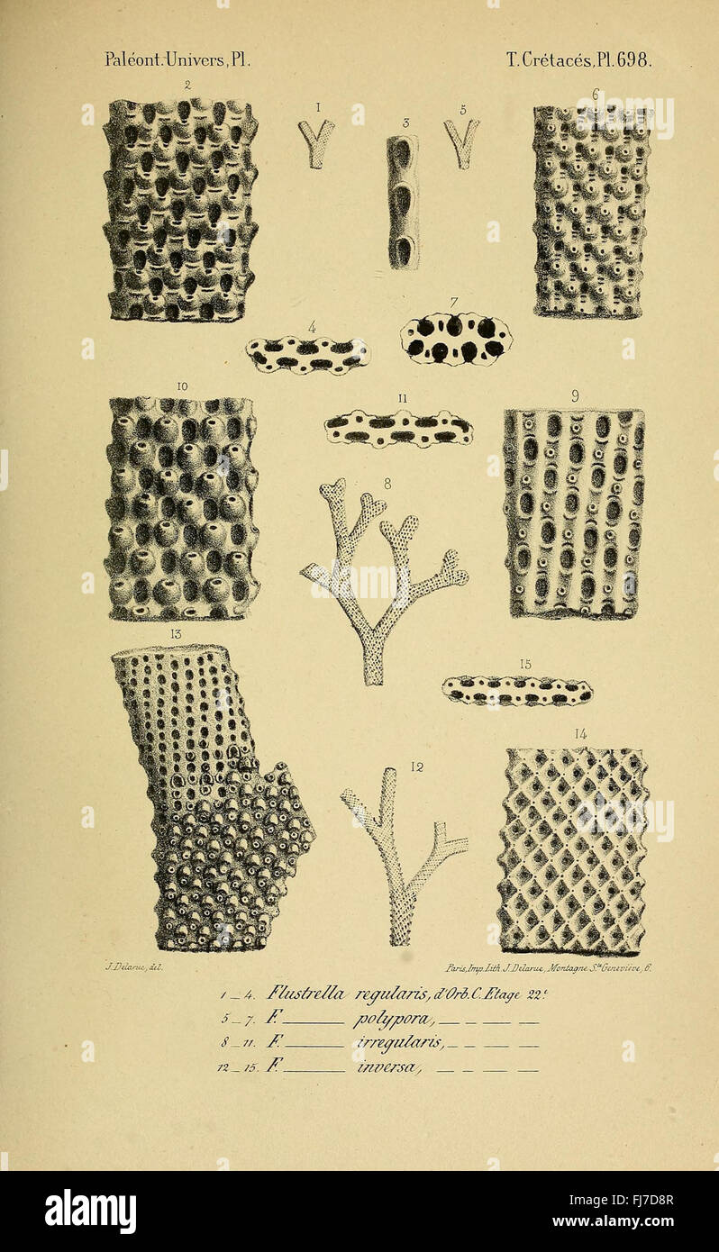 Cretaceous, France, Harvard University, MCZ, Ernst Mayr Library ...