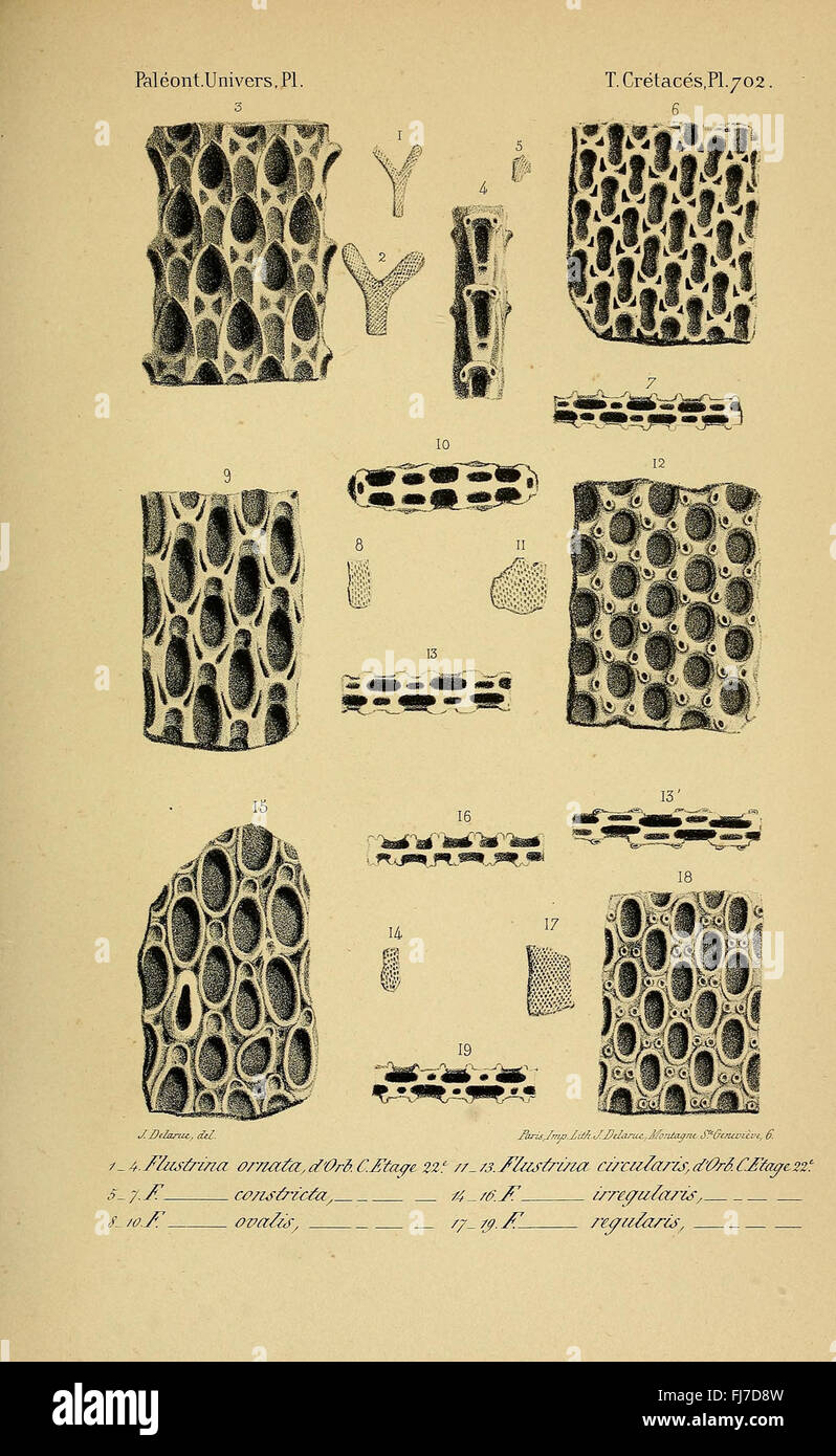 A detailed study of French paleontology, including Cretaceous, Jurassic ...