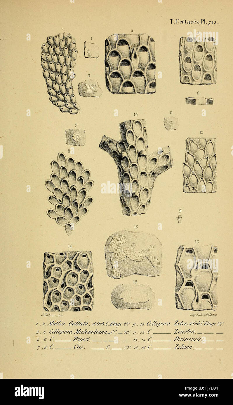 Paléontologie française, Cretaceous, France, Harvard University, MCZ ...