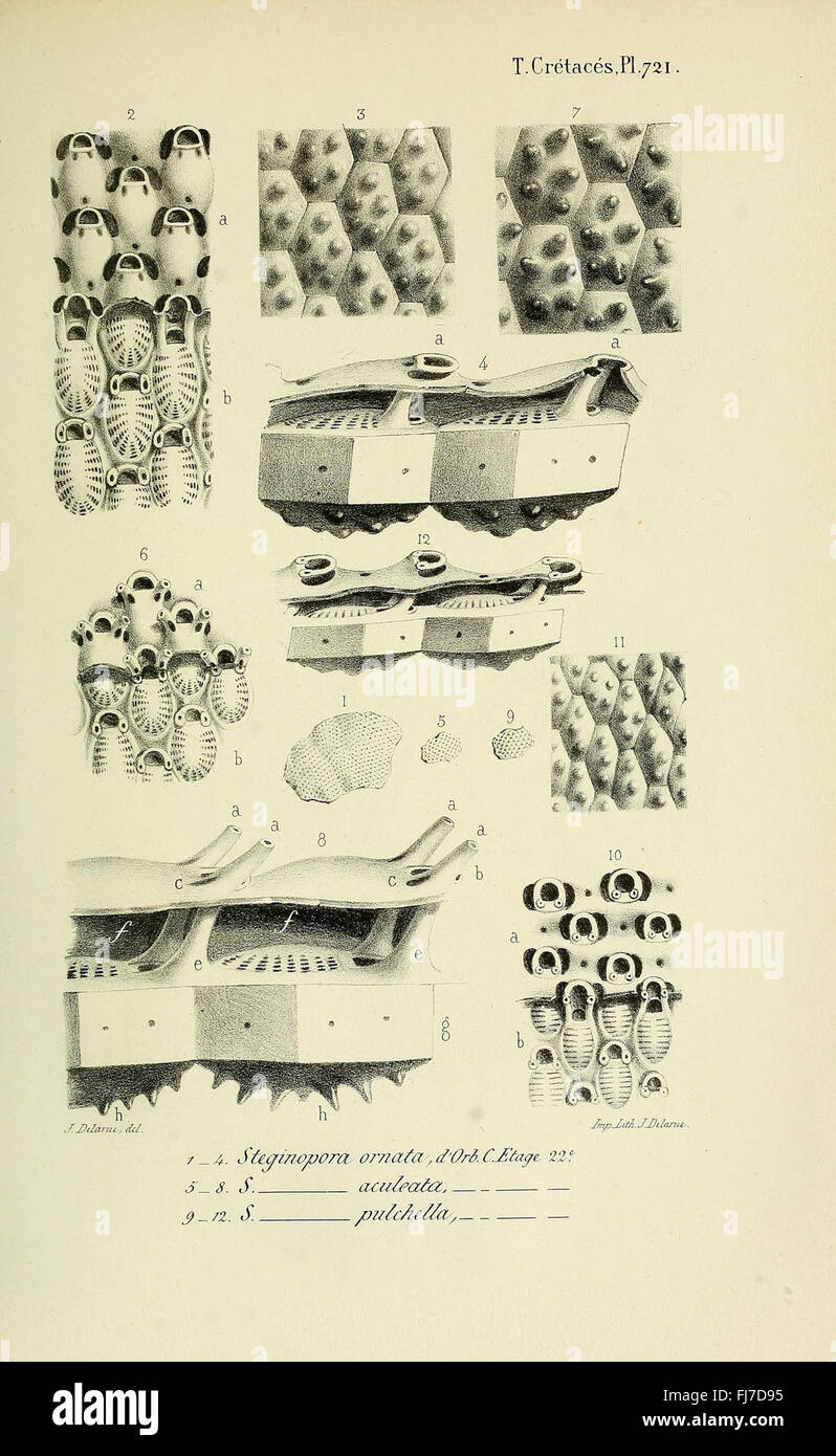 A paleontological study of French Cretaceous fossils, including ...