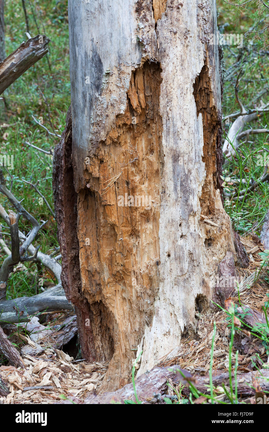Rotten dead wood tree in forest Stock Photo - Alamy