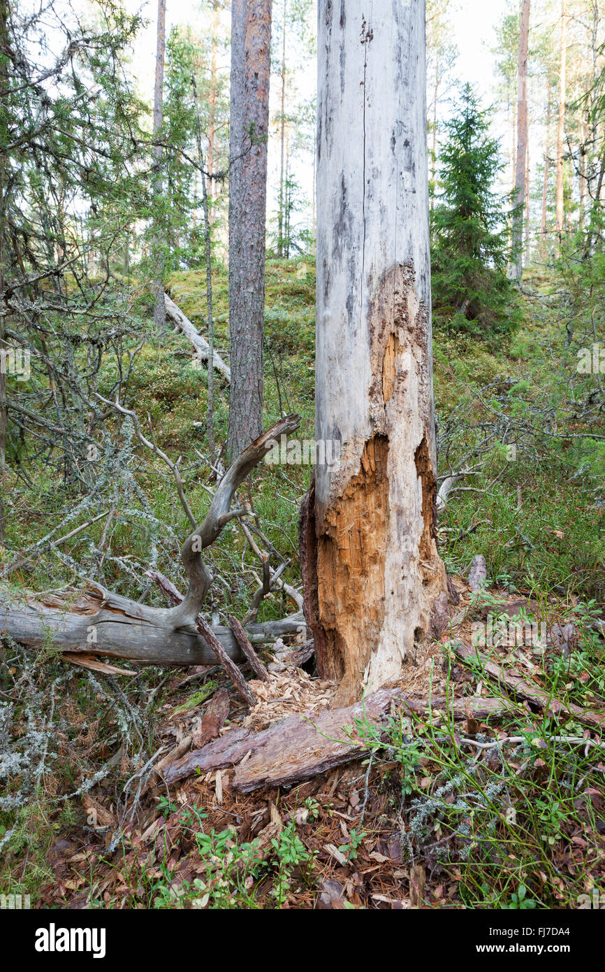 Dead wood tree hi-res stock photography and images - Alamy