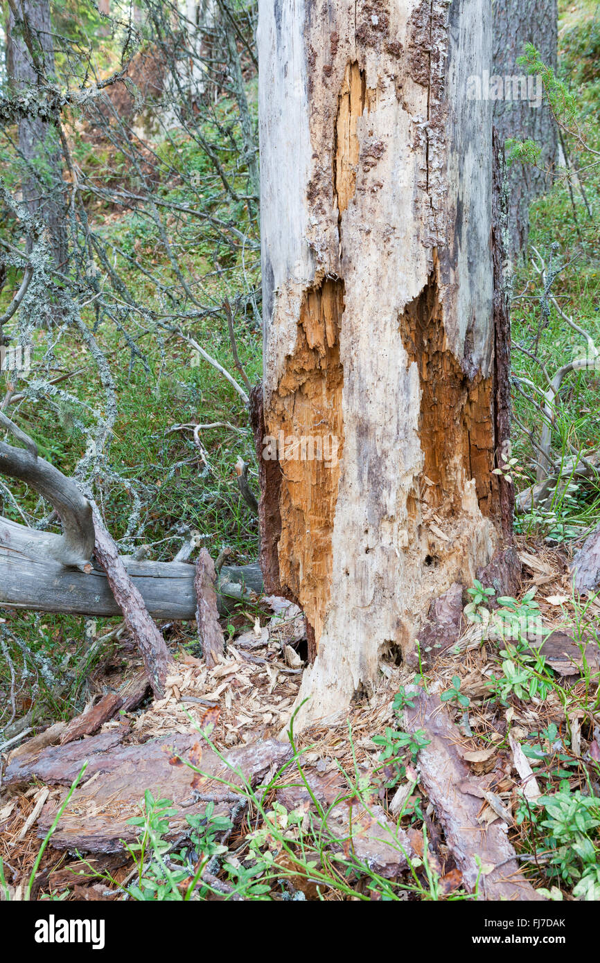 Dead and rotten tree hi-res stock photography and images - Alamy