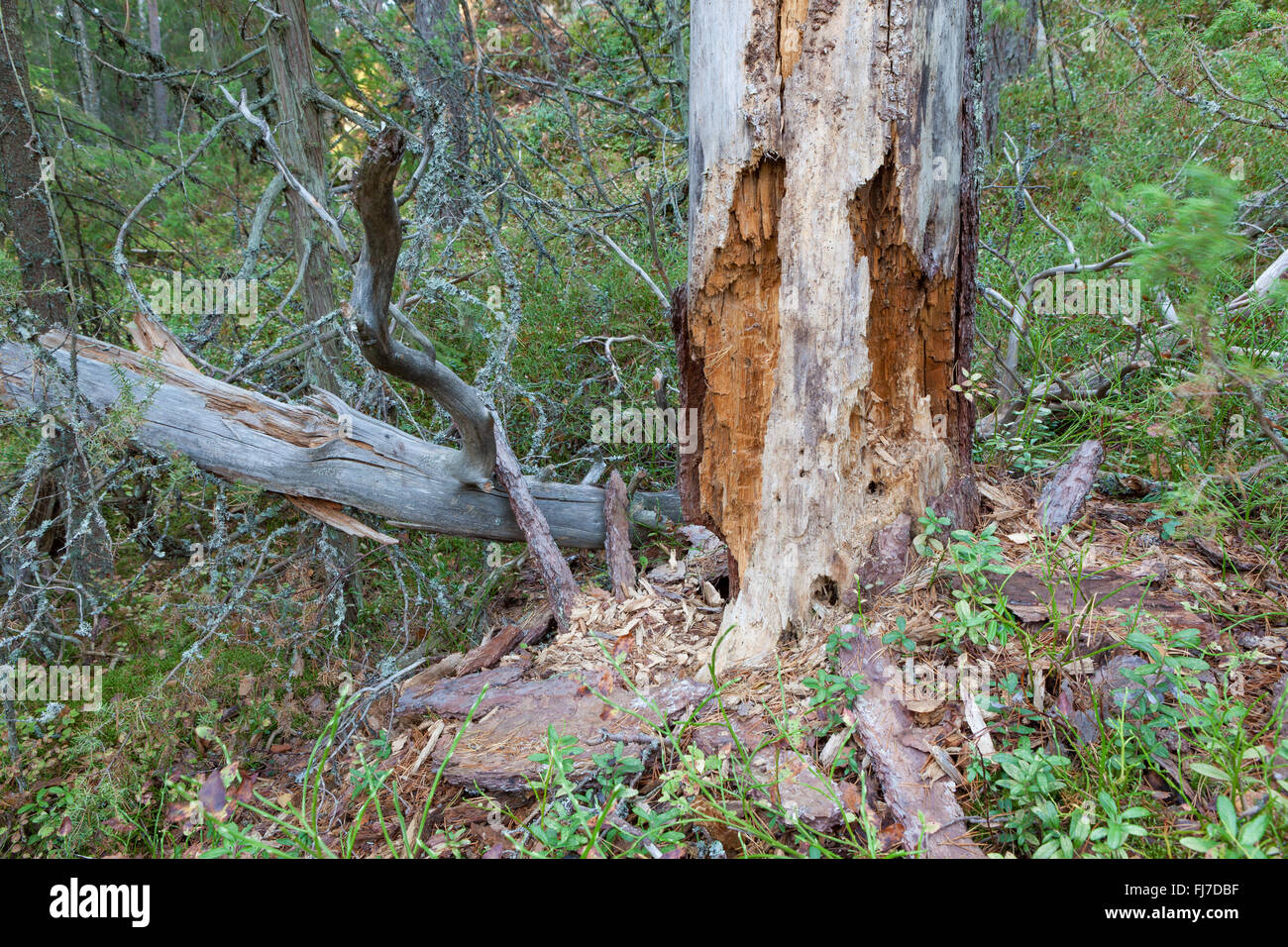 Dead and rotten tree hi-res stock photography and images - Alamy