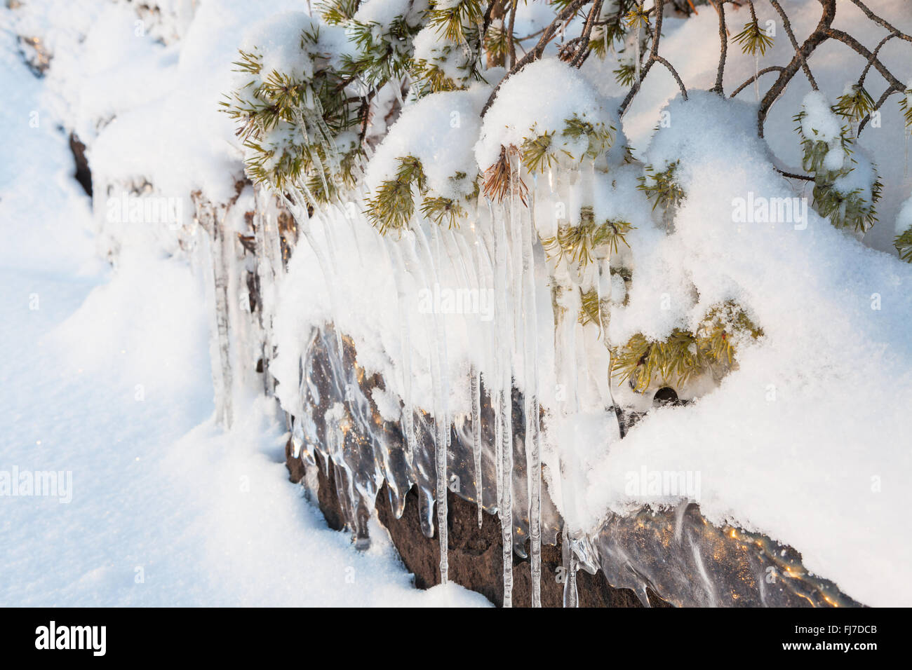 Beautiful icicle ice formation on small tree Stock Photo - Alamy