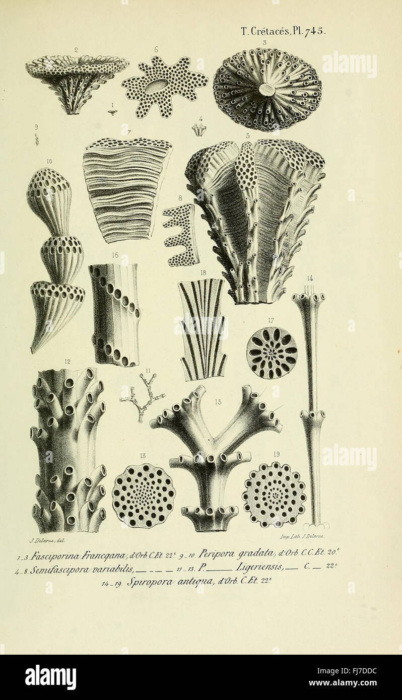 French paleontology focusing on Cretaceous and Tertiary fossils from ...