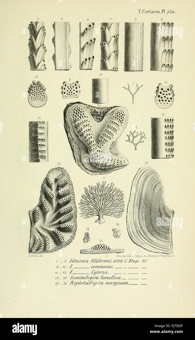 Cretaceous, France, Harvard University, MCZ, Ernst Mayr Library ...
