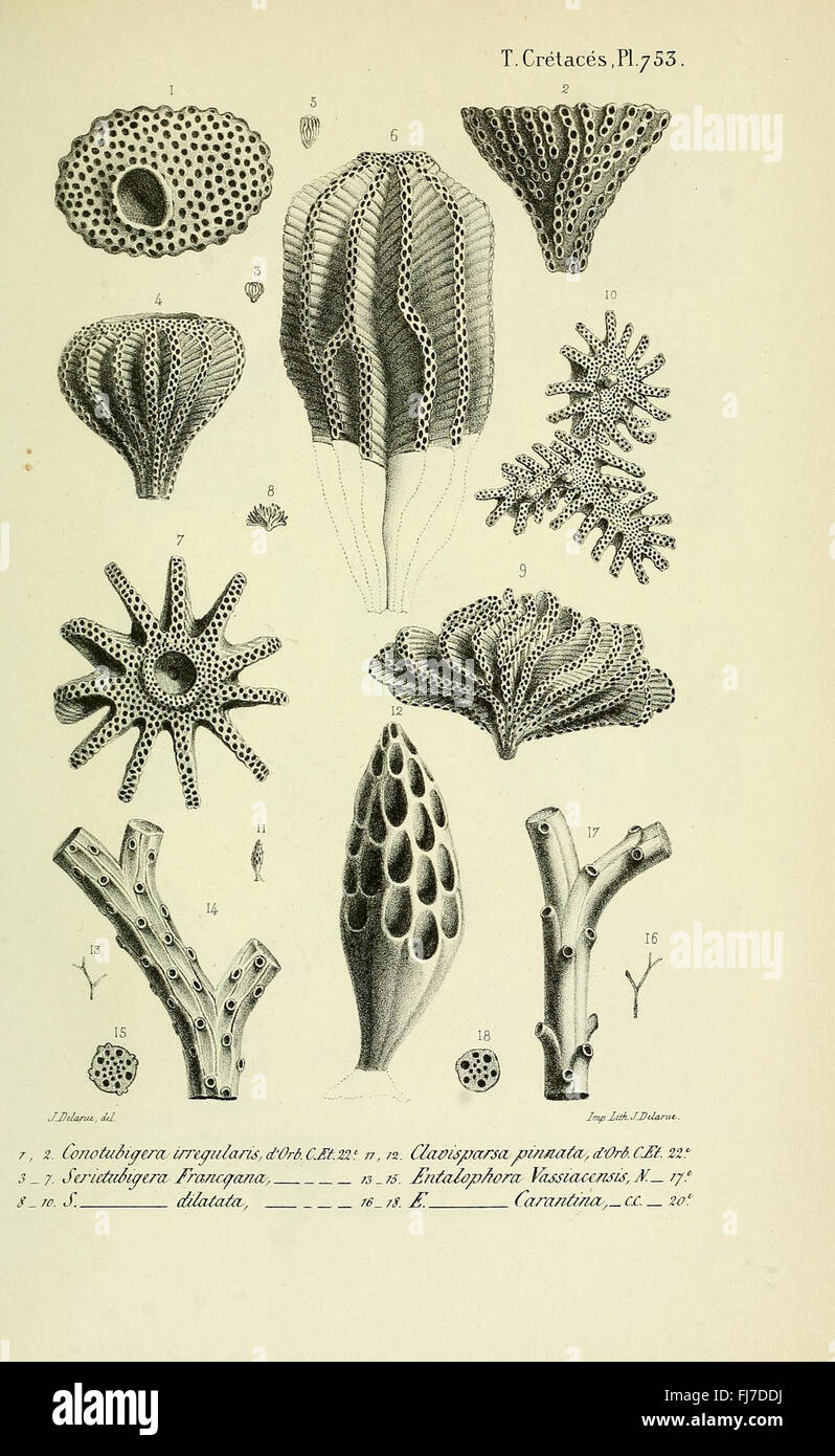A paleontological study focusing on the French fossil record, including ...