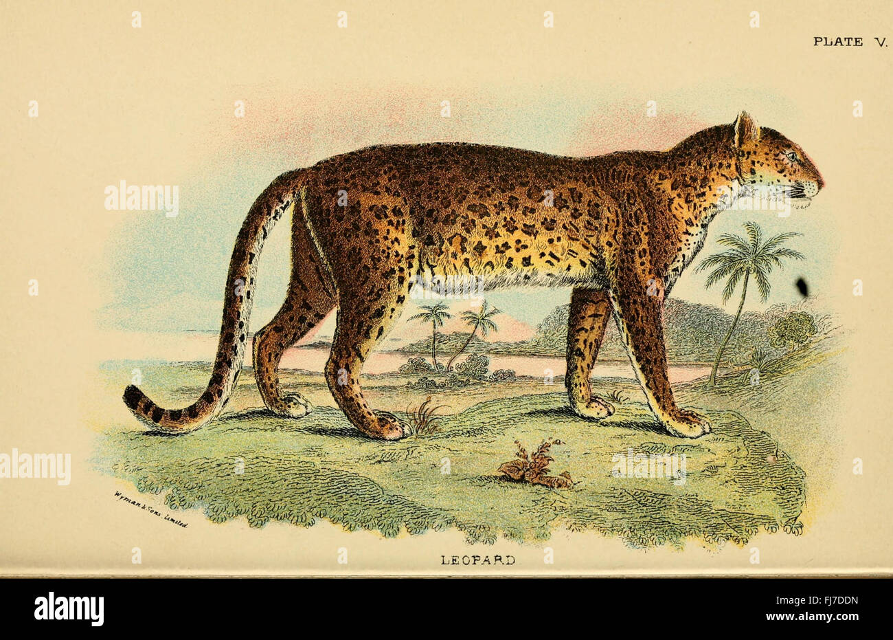 A comprehensive guide to the Carnivora order, focusing on the ...